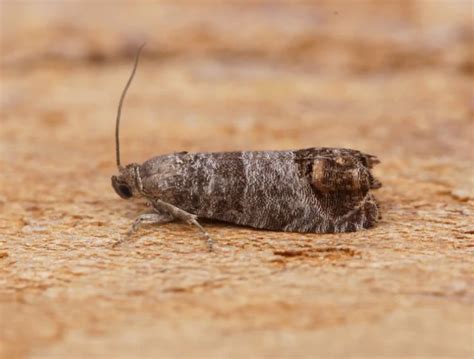 Codling Moth Facts Diet Habitat And Pictures On Animaliabio