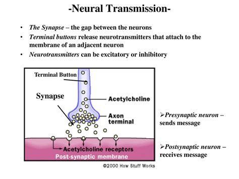 Human Nervous System Ppt Download
