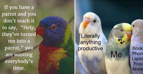 The 25 Funniest Parrot Memes Ranked