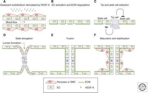 Figure 1 From The Function And Role Of The Transcription Factor Mef2c During Angiogenesis