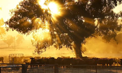 Future Drought Fund Creating Drought Resilient Crops In The Nt Get