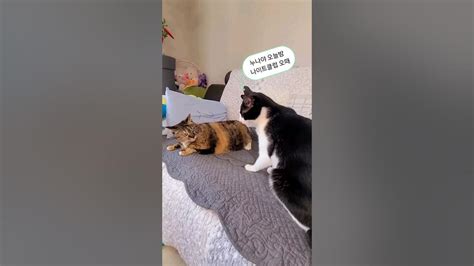 아~ 짜증나 진짜 ㅋㅋ 고양이 Youtube