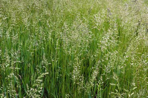 How To Get Rid Of Tall Fescue In 6 Easy Steps Big Organic Garden