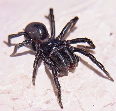 Meet Britains Tarantula The Purseweb Spider