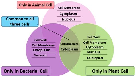 Questions Answer Ch 2 Science Curiosity Class 8 Cbse Board