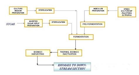 Process Diagram Phb Fermentation Step Download Scientific Diagram