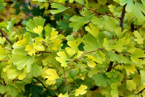 How To Tell Ginkgo Sex Distinguishing Male And Female Ginkgo Differences