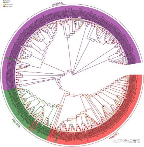 43种植物hsp90基因家族的进化分析 知乎