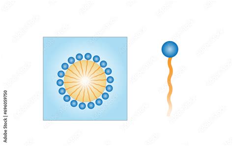 Emulsifier Types Structure Emulsion Oil In Water Water In Oil Emulsion A Mixture Of Two