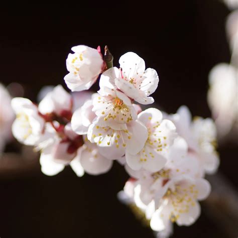 梅の花の種類で代表的な8選基本情報実梅と花梅の違いも紹介