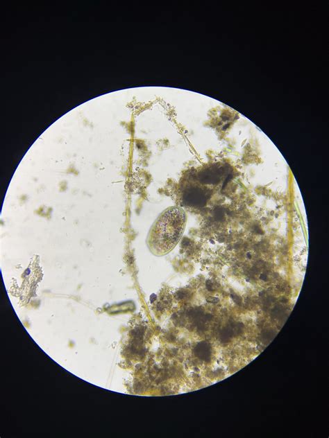 Beautiful R Microscopy