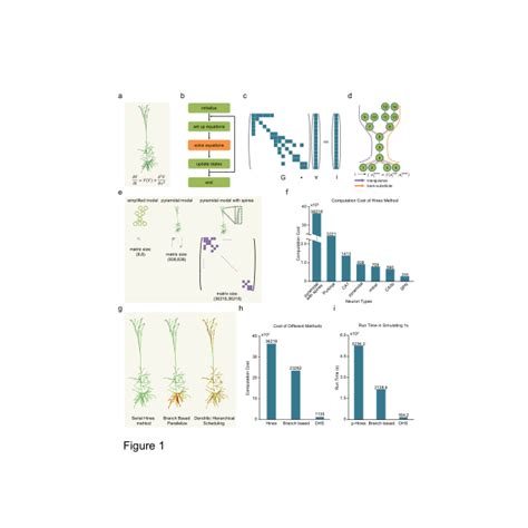 Accelerate Simulation Of Biophysically Detailed Neuron Models
