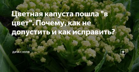 Цветная капуста пошла в цвет Почему как не допустить и как исправить Дача с нуля Дзен