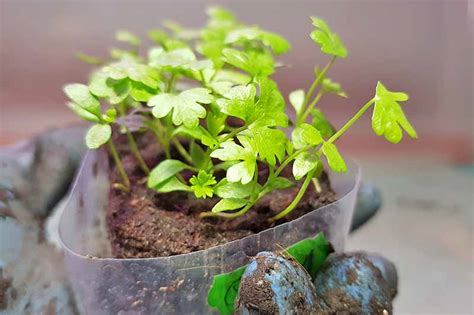 What Do Celery Seedlings Look Like At Lynda Rahman Blog