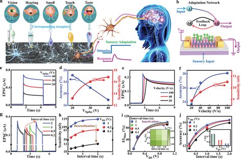 Reconfigurable Sensory Adaption A Schematic Diagram Of The Sensory Download Scientific