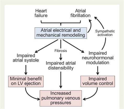 Impairment Of Left Atrium Function In Atrial Fibrillation And Heart Download Scientific Diagram