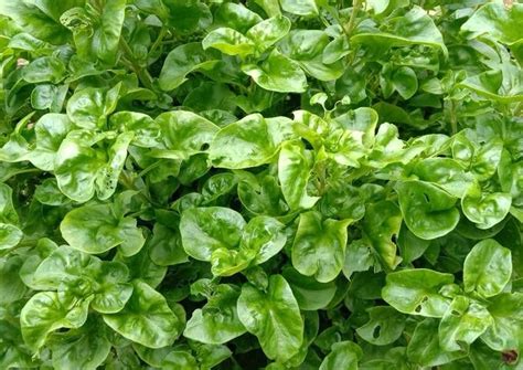 Bayam Brazil Dan Sederet Manfaatnya Yang Jarang Diketahui