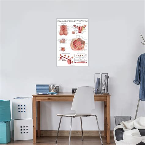 Buy Laminated Female Reproductive System Anatomical Chart Female Anatomy Poster 18 X 27