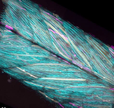 Andor Dragonfly Confocal Microscope Einst Technology Pte Ltd