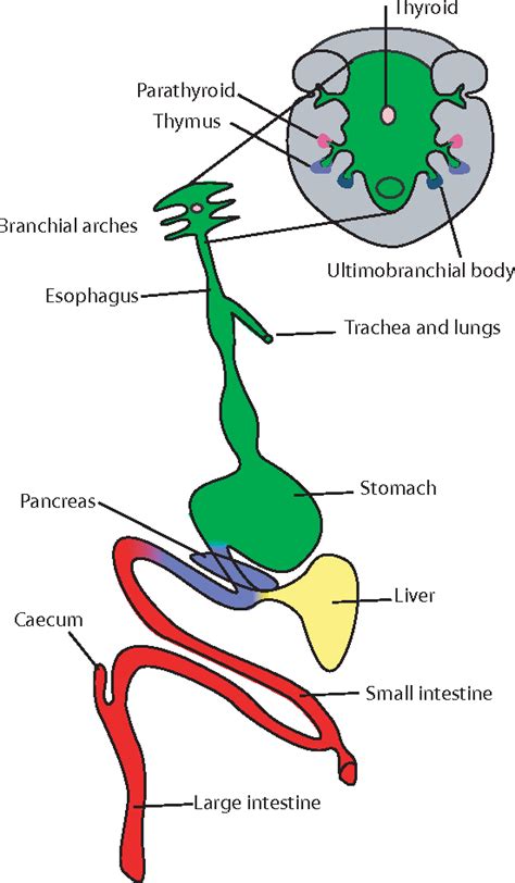 Figure 1 From Endoderm Specification Semantic Scholar