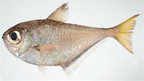 a Review Of The Genus Pempheris Teleostei Pempheridae Found In