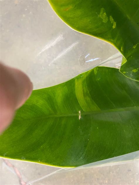 Does This Philodendron I Found At Trader Joes Have Sport Variegation