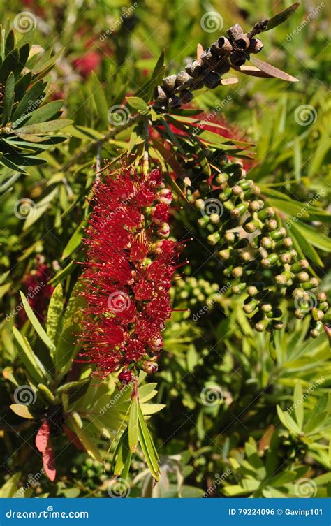Callistemon Viminalis Weeping Bottlebrush Flowers Stock Image