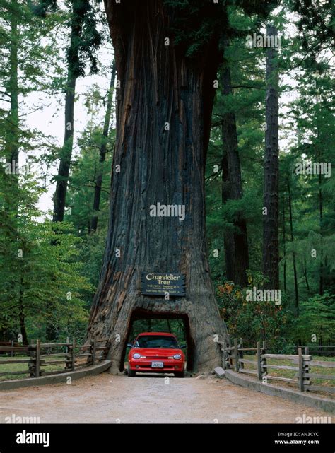 Famous Drive Thru Redwood Tree