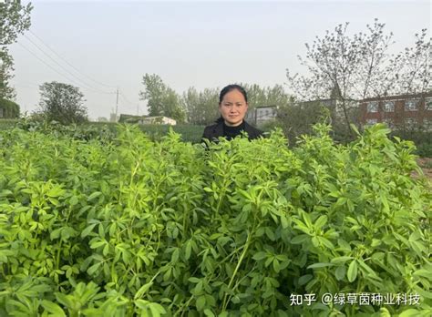 牧草之王紫花苜蓿蛋白质含量是玉米的1 5倍是养殖的好牧草 知乎