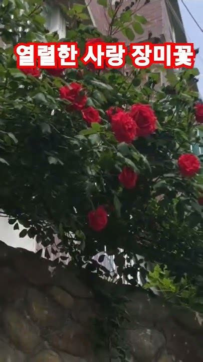 ※열렬한 사랑 5월하면 제일 많이 떠 오르는 장미 사랑과평화 노래 사랑 열정 아름다움 욕망의 꽃 Youtube