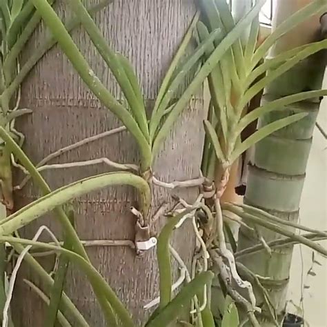 Easy Vanda Propagation Technique Top Cut Propagation Keiki