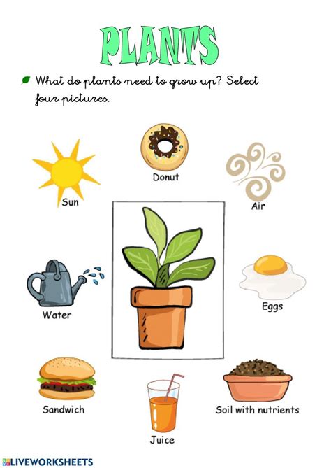 Free Worksheet On Plants