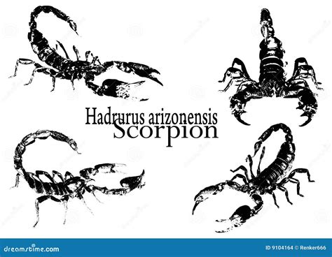 Scorpion Vector Stock Vector Illustration Of Vector Death 9104164