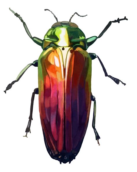 Beetle Buzz Worldofmim