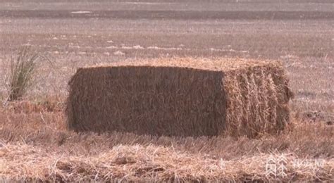 小麦秸秆“变废为宝” 沛县实现经济生态“双收益” 荔枝网新闻