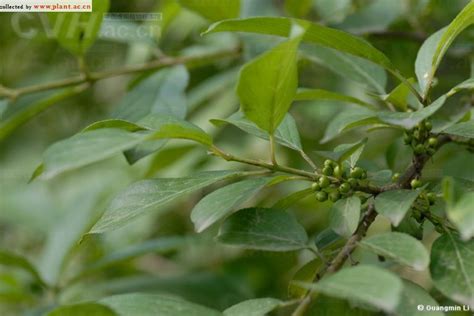 Rhamnus Davurica Pall