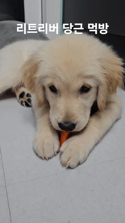 아기 리트리버 당근 먹방 Youtube