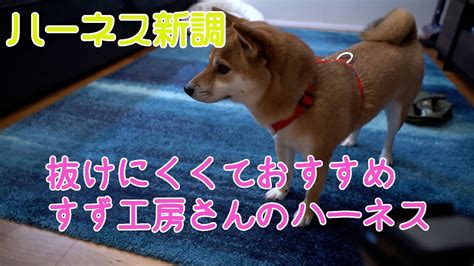 豆柴福ちゃん富くんが付けているハーネスを参考に購入してみましたすごくおすすめのハーネスです YouTube