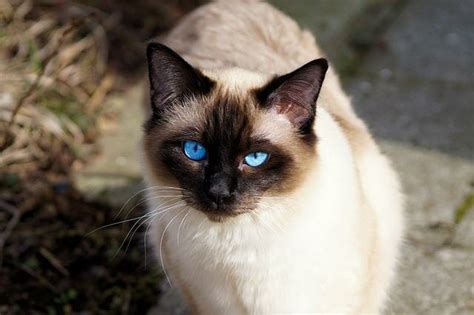 How To Tell If A Siamese Cat Is Purebred Four Ways To Tell If A