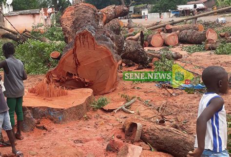 Déforestation Au Sénégal A Sédhiou Les Images Alarmantes Dun