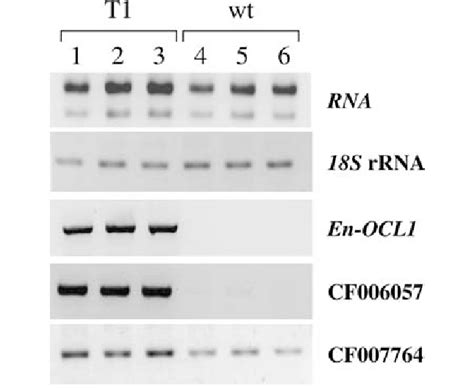 Putative Target Gene Expression The Expression Of The Candidate Target