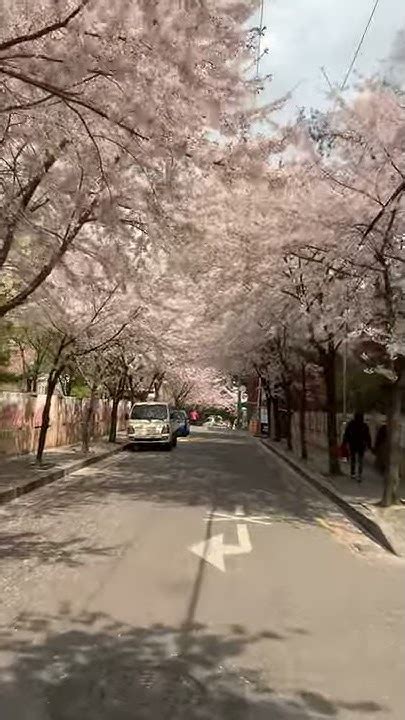 🌸봄이왔어요~ 벚꽃놀이 갈때가 되었어요🌸 Youtube