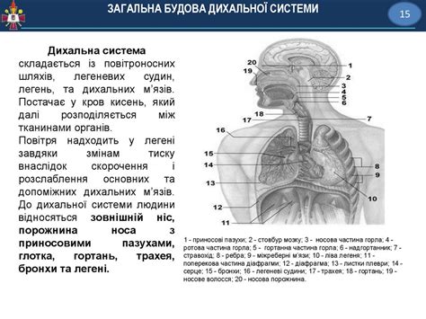 Загальні принципи надання домедичної допомоги Основи домедичної допомоги презентация онлайн