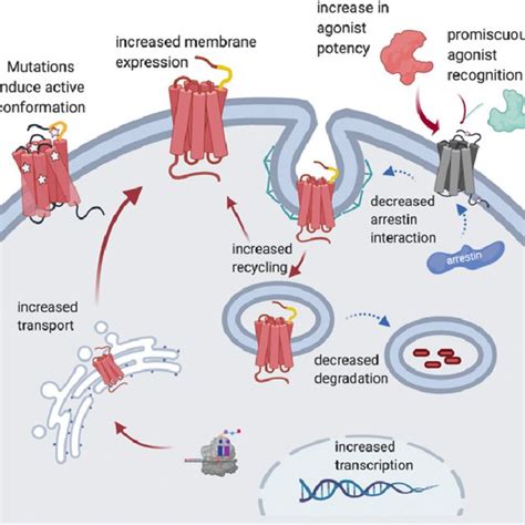 Digenic Inheritance Of Gpcr Caused Diseases Gpcrs Involved In Currently Download Scientific