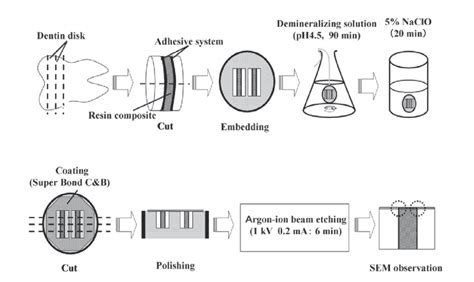 Schematic Illustration Of The Specimen Preparation For Sem Download