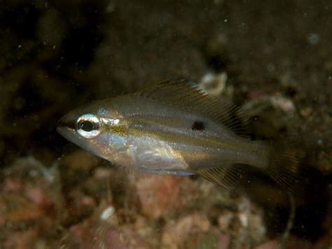 ロクセンフエダイ Izuzuki海の生き物大図鑑 笑