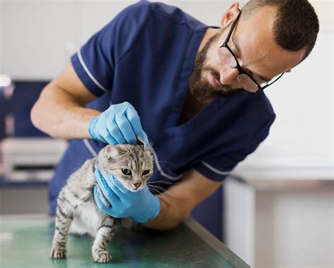 How To Find A Lost Cat With A Microchip