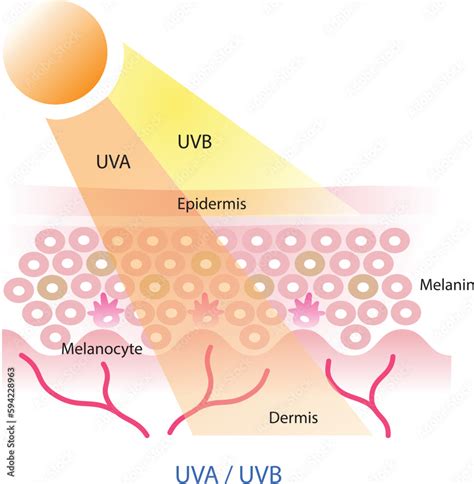 UVA And UVB Radiation Penetrate Into The Skin Layer Vector On White Background UVA And UVB Rays