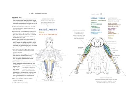 Yoga Anatomy