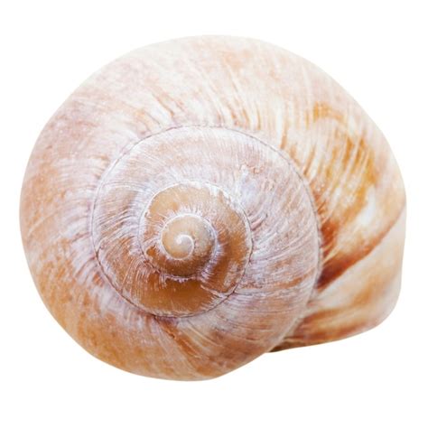 Premium Photo Spiral Mollusc Shell Of Gastropoda Snail Isolated